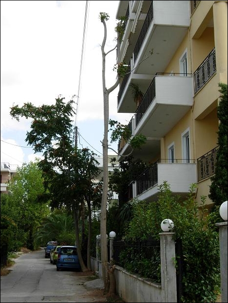 ΔΕΝΤΡΟ ΤΟΥ ΠΑΡΑΔΕΙΣΟΥ